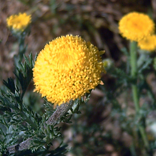 Anacyclus Valentinus Plant Care & How to Grow, Water