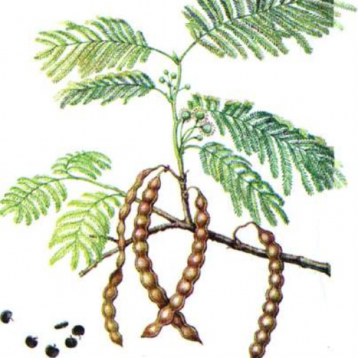 Cohoba (Anadenanthera Peregrina) Plant Care & How to Grow, Water