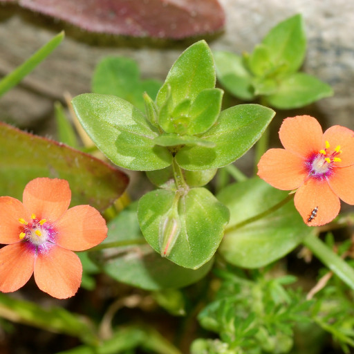 Common Pimpernel (Anagallis Arvensis) Plant Care & How to Grow, Water