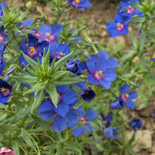 Anagallis Monelli Plant Care & How to Grow, Water