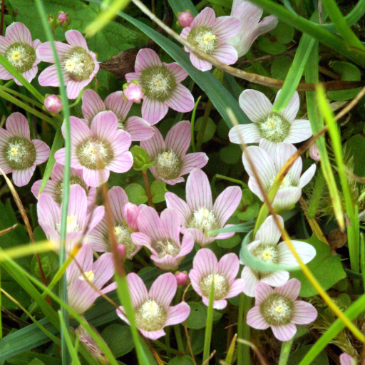 Anagallis Tenella Plant Care & How to Grow, Water