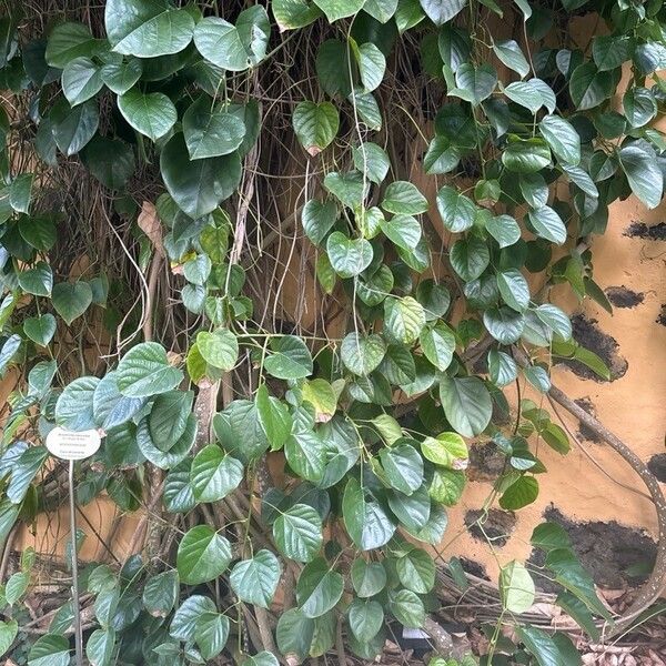 Levantnut (Anamirta Cocculus) Plant Care & How to Grow, Water