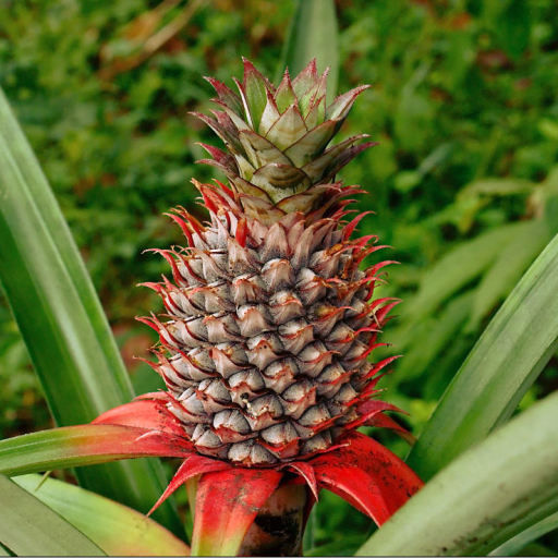Tricolor Red Pineapple (Ananas Bracteatus) Plant Care & How to Grow, Water