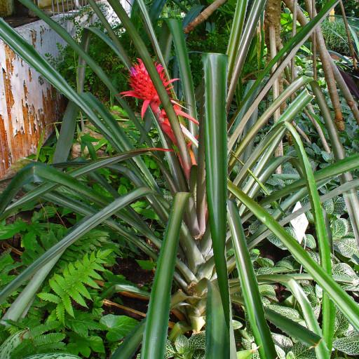 Pineapple (Ananas Comosus) Plant Care & How to Grow, Water