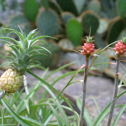 Dwarf Pineapple (Ananas Nanus) Plant Care & How to Grow, Water