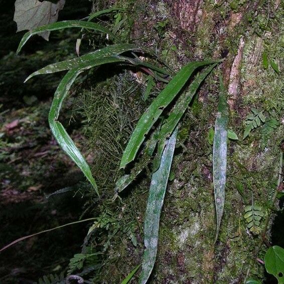 Redscale Shoestring Fern (Ananthacorus Angustifolius) Plant Care & How ...