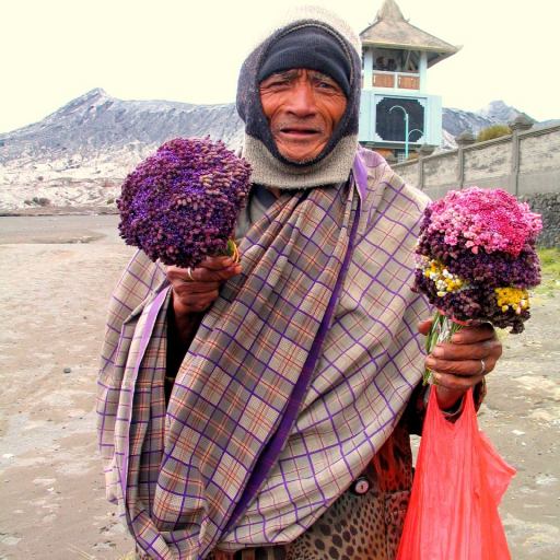 Javanese Edelweiss (Anaphalis Javanica) Plant Care & How to Grow, Water