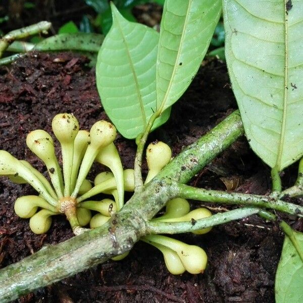 Anaxagorea Phaeocarpa Care Guide: Water, Soil & Propagation - Plantiary