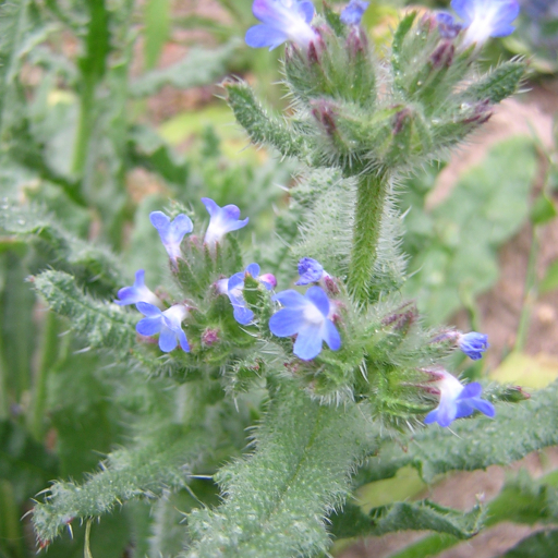 Annual Bugloss (Anchusa Arvensis) Plant Care & How to Grow, Water
