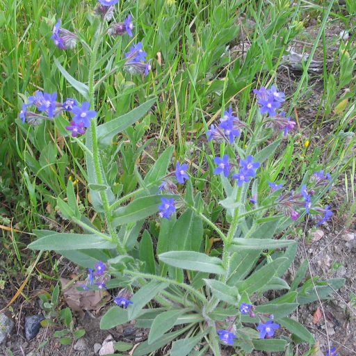 Garden Anchusa (Anchusa Azurea) Plant Care & How to Grow, Water