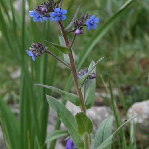 Anchusa Barrellieri Plant Care & How to Grow, Water