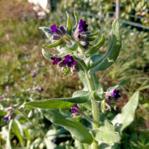 Anchusa Calcarea Plant Care & How to Grow, Water