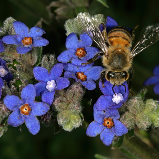 Annual Anchusa (Anchusa Capensis) Plant Care & How to Grow, Water