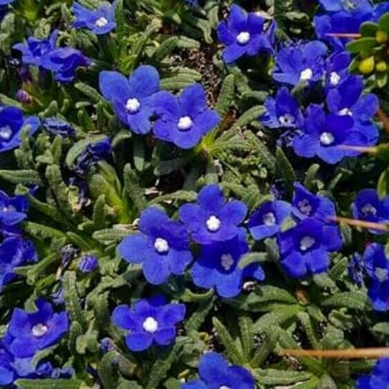 Anchusa Cespitosa Plant Care & How to Grow, Water