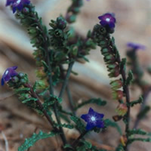 Aleppo Pine (Pinus Halepensis) Plant Care & How to Grow, Water
