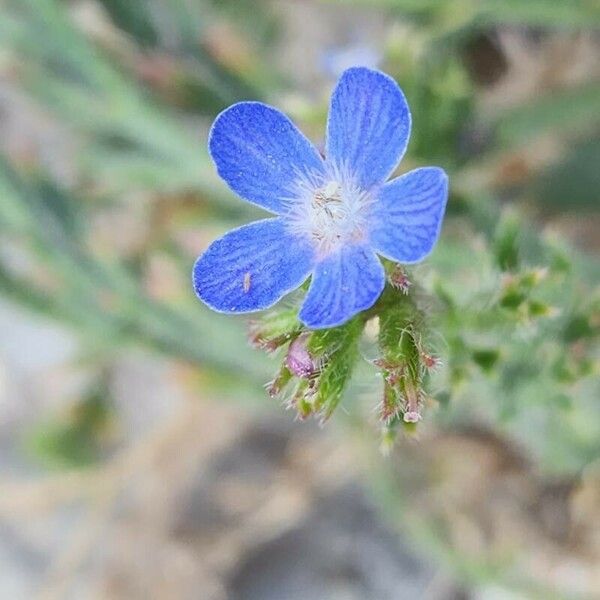 Anchusa Iranica Care Guide: Water, Soil & Propagation - Plantiary