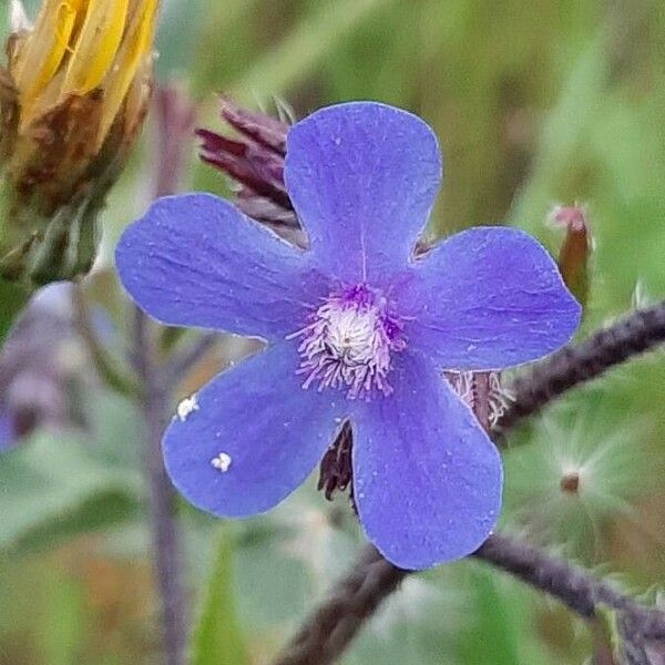 Italian Bugloss (Anchusa Italica) Plant Care & How to Grow, Water