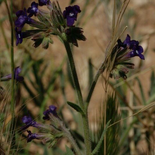 Anchusa Leptophylla Care Guide: Water, Soil & Propagation - Plantiary