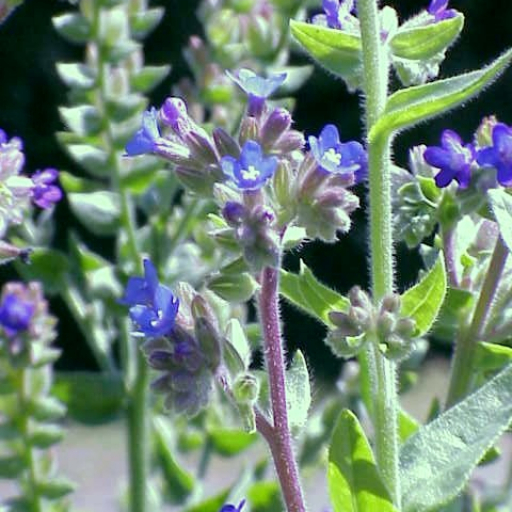 True Bugloss (Anchusa Officinalis) Plant Care & How to Grow, Water