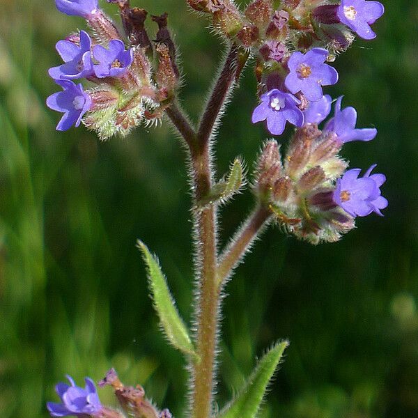 Anchusa Procera Plant Care & How to Grow, Water