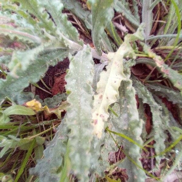 Undulate Alkanet (Anchusa Undulata) Plant Care & How to Grow, Water