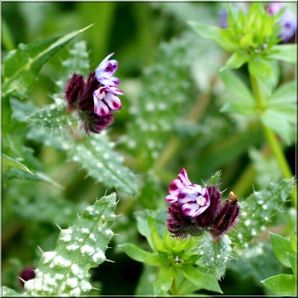 Anchusa Variegata Care Guide: Water, Soil & Propagation - Plantiary