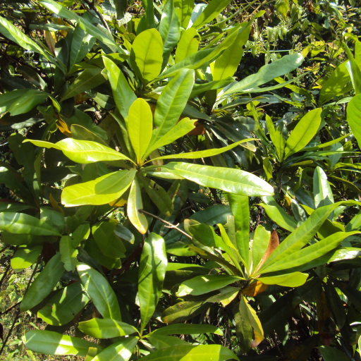 Kardal (Ancistrocladus Heyneanus) Care Guide: Water, Soil & Propagation ...