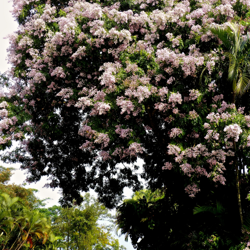 Cabbage Tree (Andira Inermis) Plant Care & How to Grow, Water