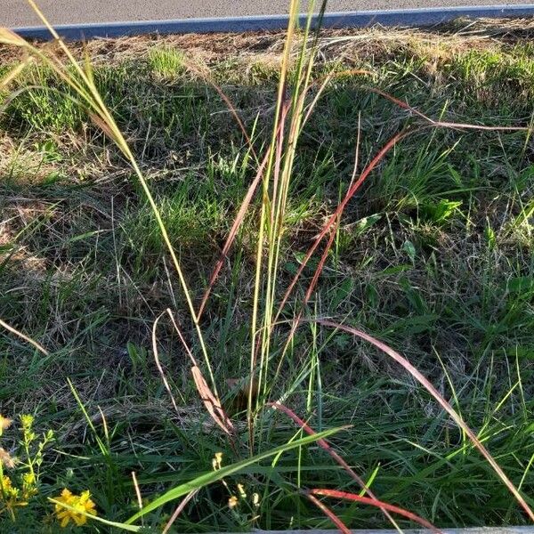 Andropogon Distachyos Plant Care & How to Grow, Water