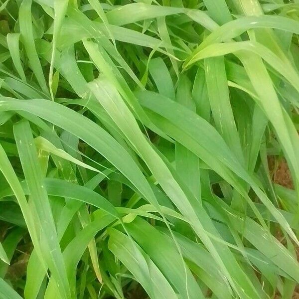 Andropogon Gabonensis Plant Care & How to Grow, Water
