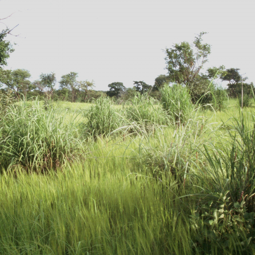 Gamba Grass (Andropogon Gayanus) Care Guide: Water, Soil & Propagation ...