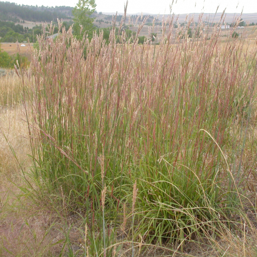 Andropogon Gerardii Plant Care & How to Grow, Water