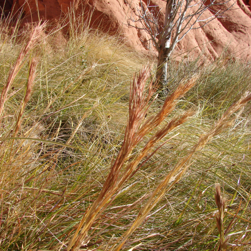 Broomsedge (Andropogon Glomeratus) Plant Care & How to Grow, Water
