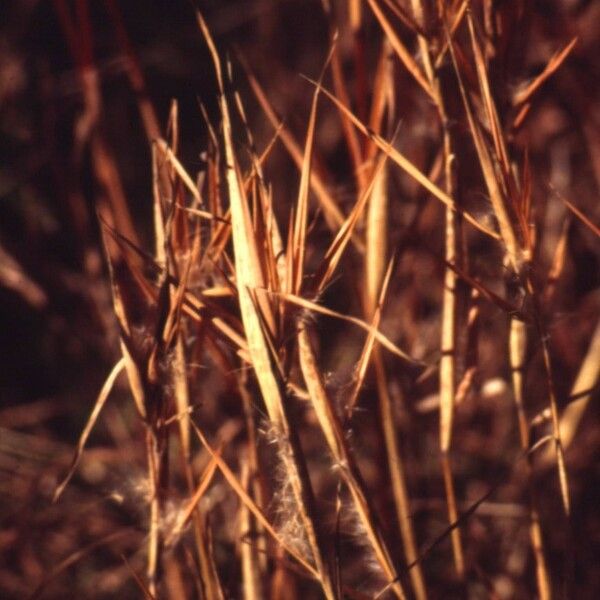 Elliott's Bluestem (Andropogon Gyrans) Plant Care & How to Grow, Water