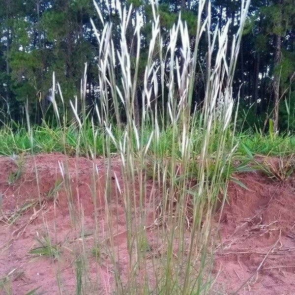 Matojillo Bluestem (Andropogon Leucostachyus) Plant Care & How to Grow ...