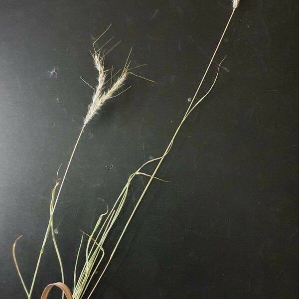 Andropogon Schirensis Plant Care & How to Grow, Water