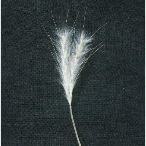 Split Bluestem (Andropogon Ternarius) Plant Care & How to Grow, Water