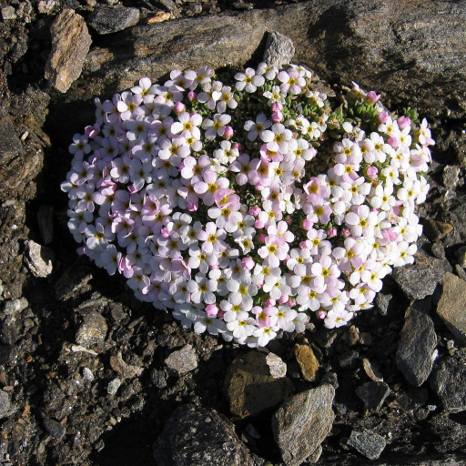 Alpine Rock-Jasmine (Androsace Alpina) Plant Care & How to Grow, Water