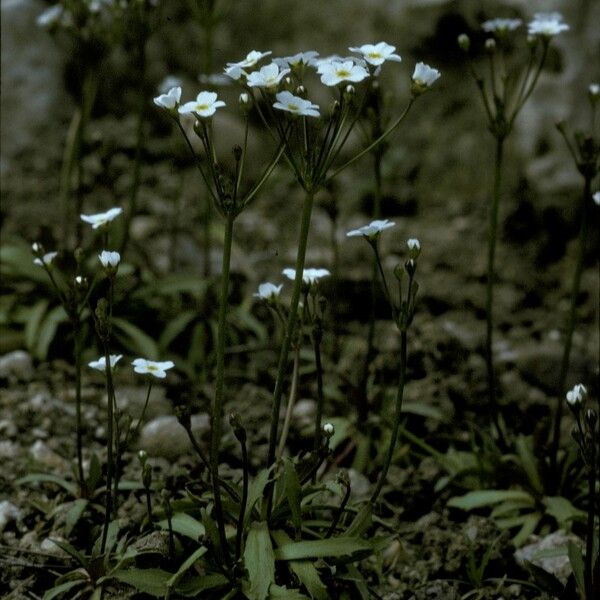 Androsace Amurensis Plant Care & How to Grow, Water