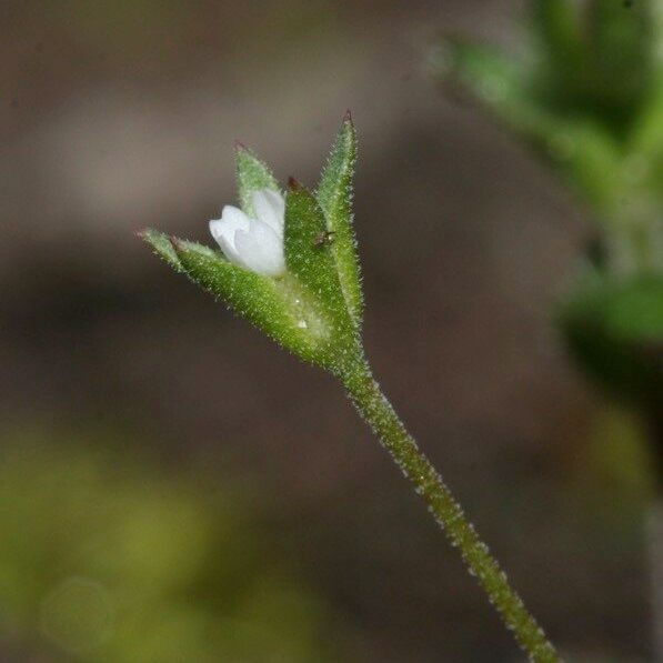 California Rockjasmine (Androsace Elongata) Plant Care & How to Grow, Water