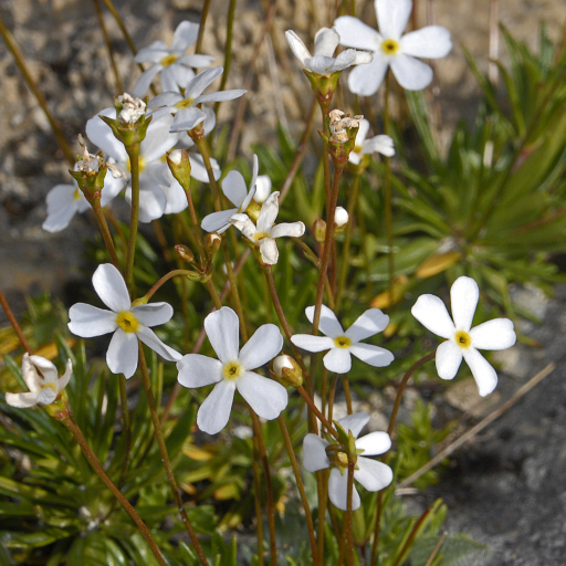 Milkwhite Rock-Jasmine (Androsace Lactea) Plant Care & How to Grow, Water