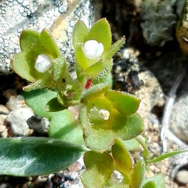 Greater Rock Jasmine (Androsace Maxima) Plant Care & How to Grow, Water
