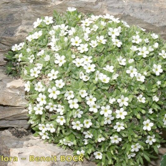 Hairy Rock-Jasmine (Androsace Pubescens) Plant Care & How to Grow, Water