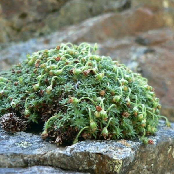 Pyrenean Rock-Jasmine (Androsace Pyrenaica) Care Guide: Water, Soil ...