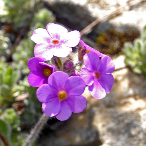 Himalayan Rock Jasmine (Androsace Sarmentosa) Plant Care & How to Grow ...