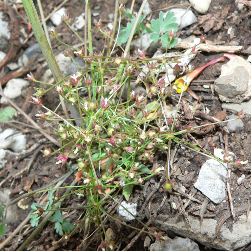 Pygmyflower Rockjasmine (Androsace Septentrionalis) Plant Care & How to ...