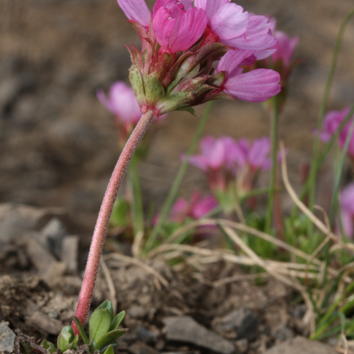 Alpine Rock-Jasmine (Androsace Vandellii) Plant Care & How to Grow, Water