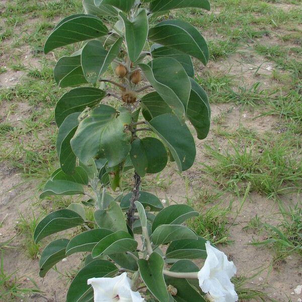 Lebombo Ironwood (Androstachys Johnsonii) Plant Care & How to Grow, Water