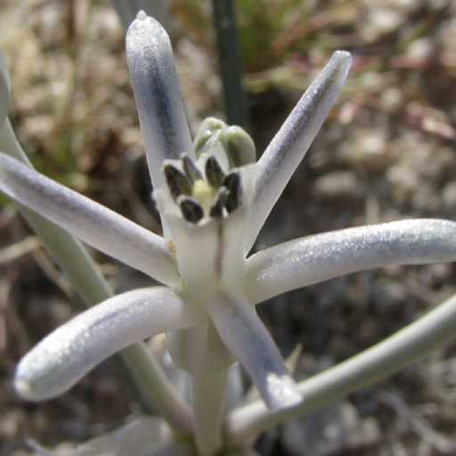 Pink Funnel Lily (Androstephium Breviflorum) Plant Care & How to Grow ...