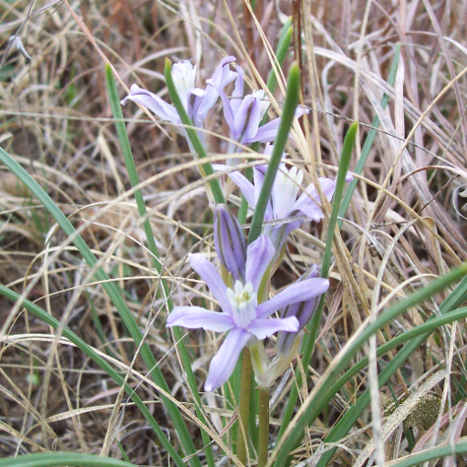 Funnel-Flower (Androstephium Caeruleum) Care Guide: Water, Soil ...